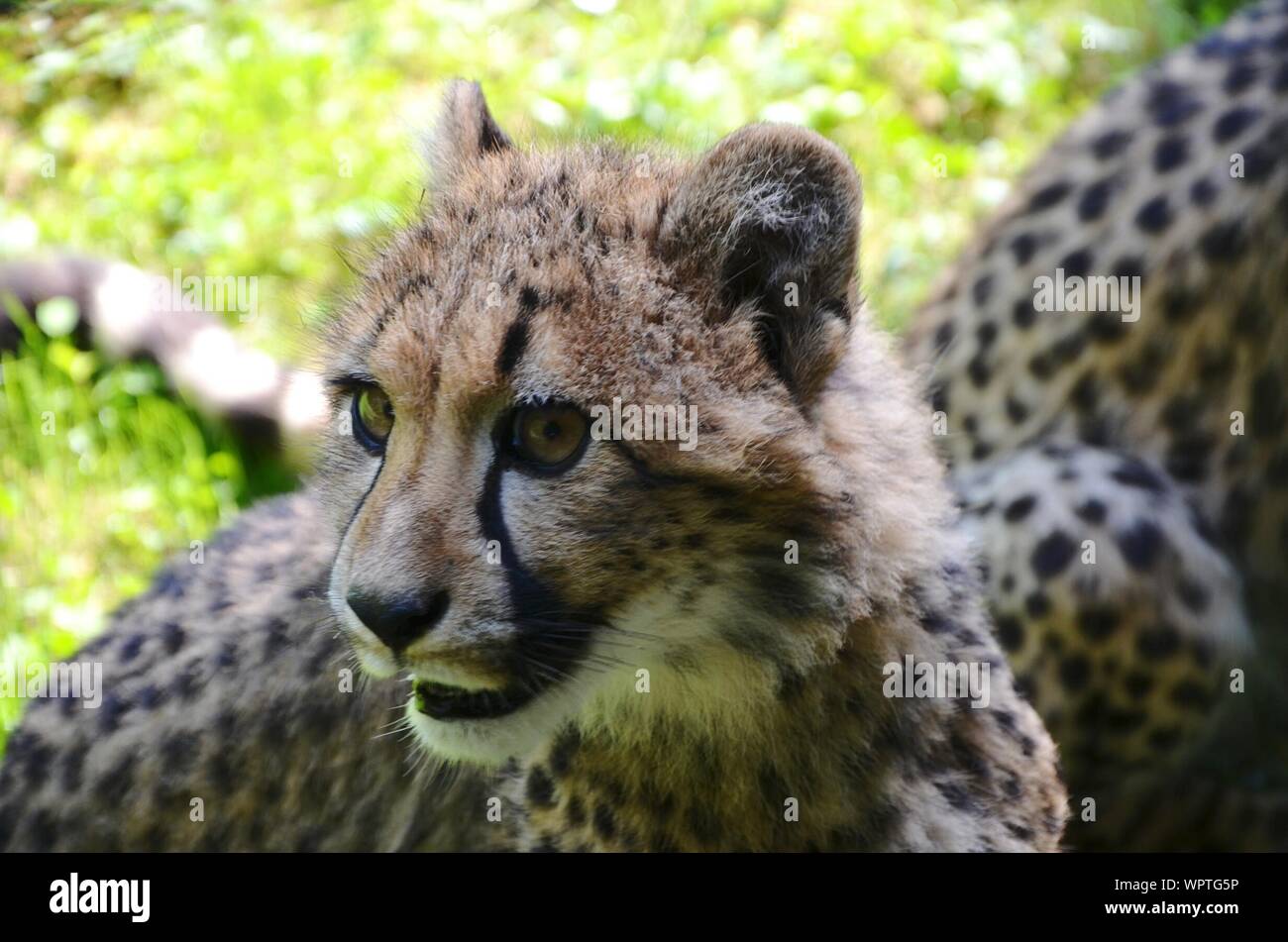 Cheetah cub head hi-res stock photography and images - Alamy