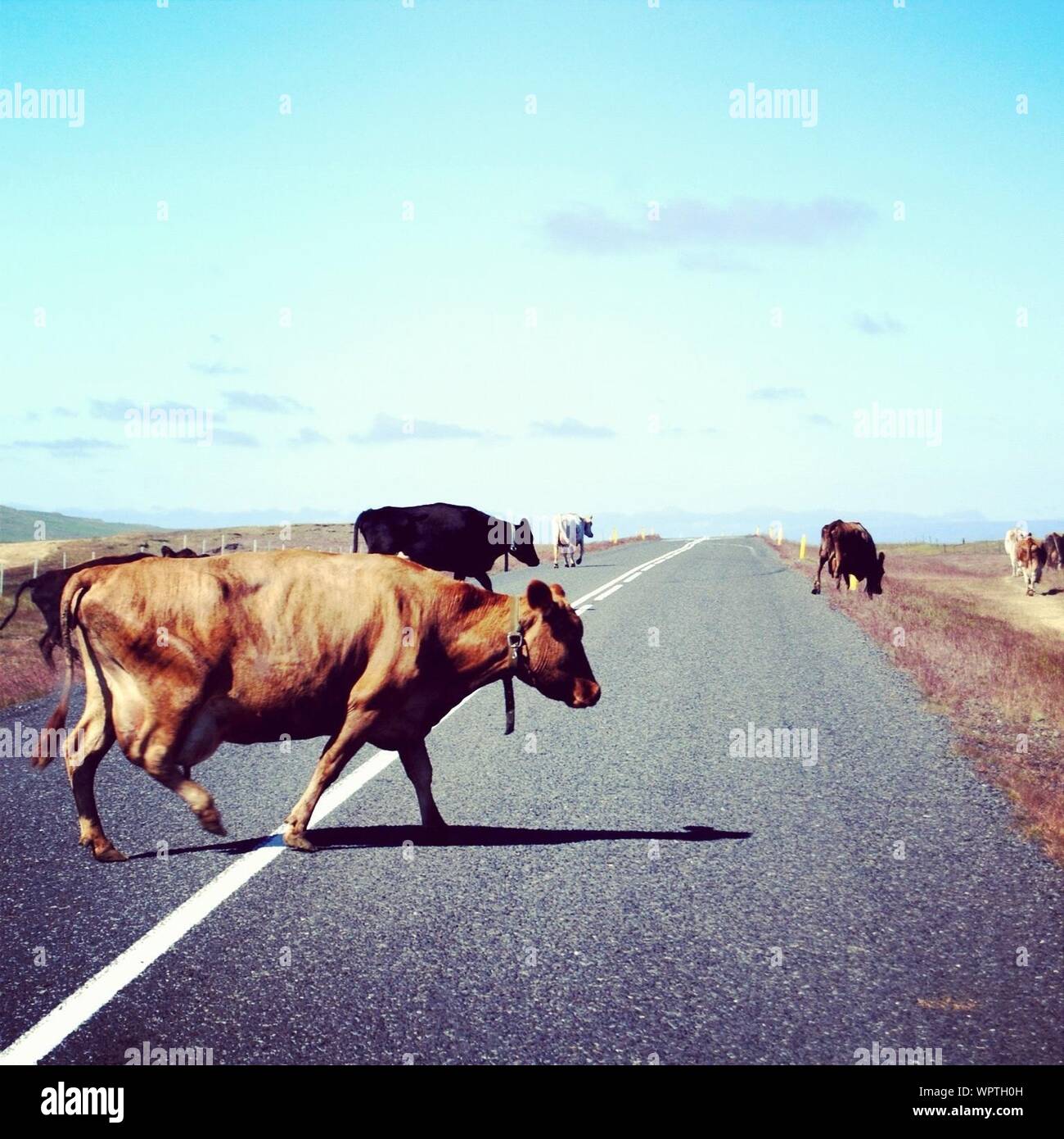 Group Of Cows Crossing The Road Stock Photo - Alamy