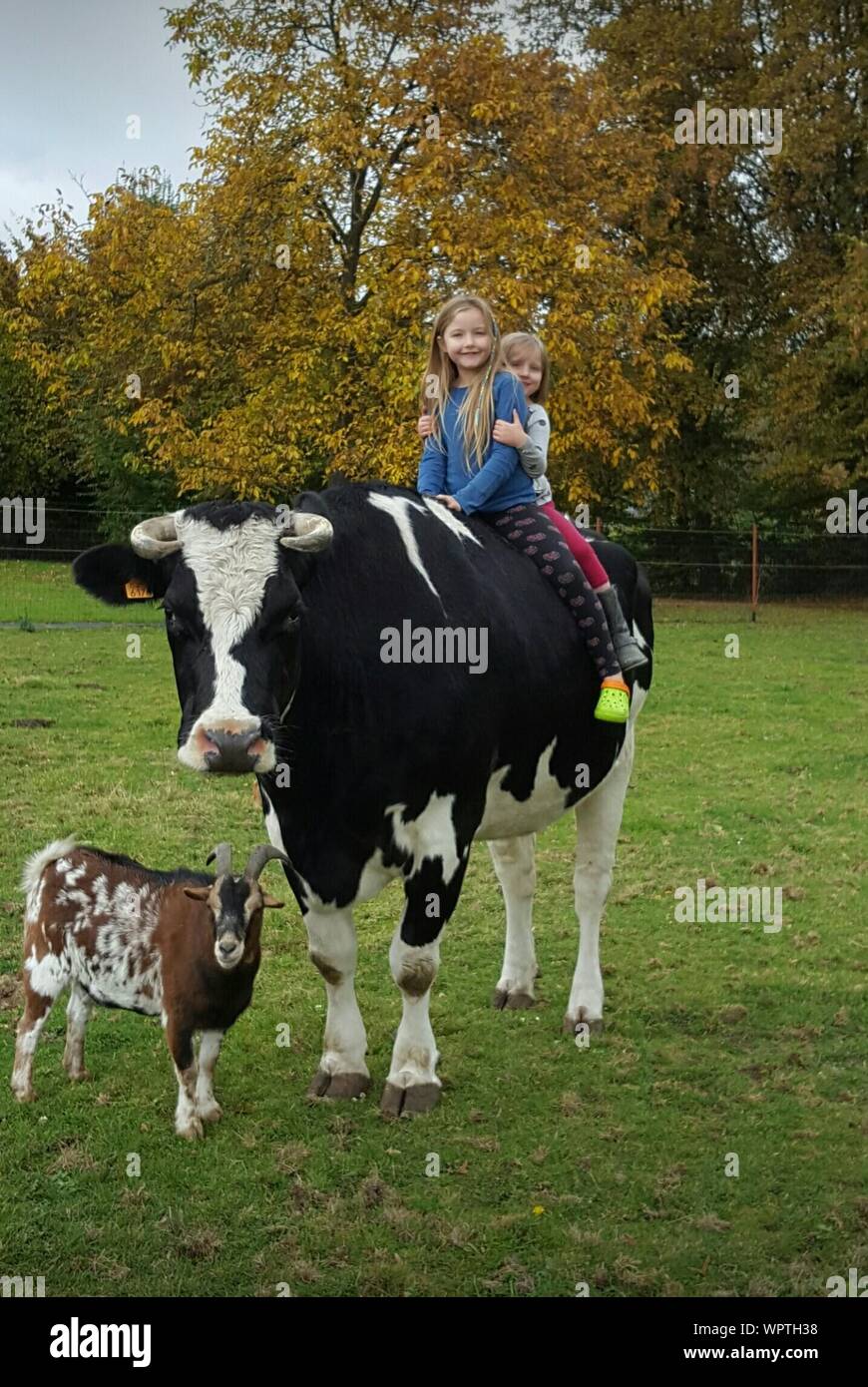Cow Riding High Resolution Stock Photography and Images - Alamy