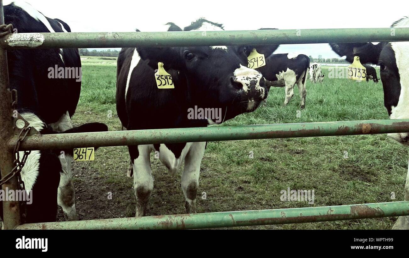 Cattle Paddock High Resolution Stock Photography and Images - Alamy