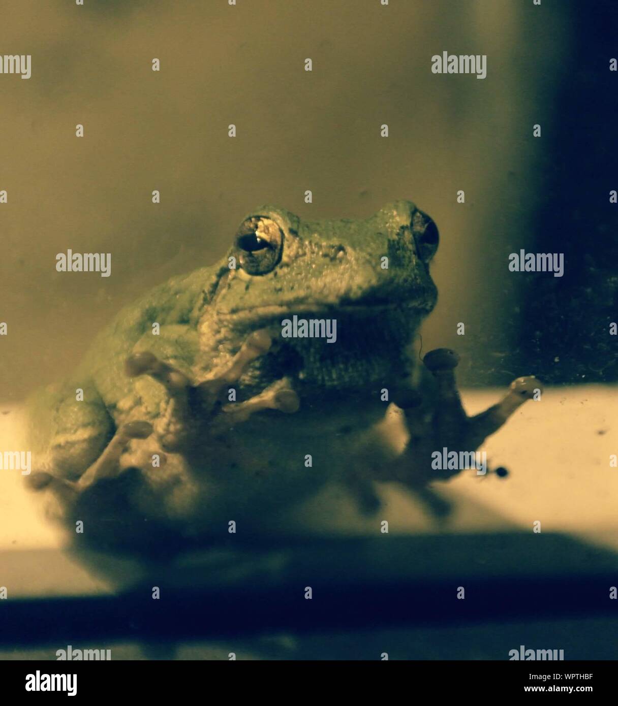 Close-up Of Frog Seen Through Glass Stock Photo - Alamy