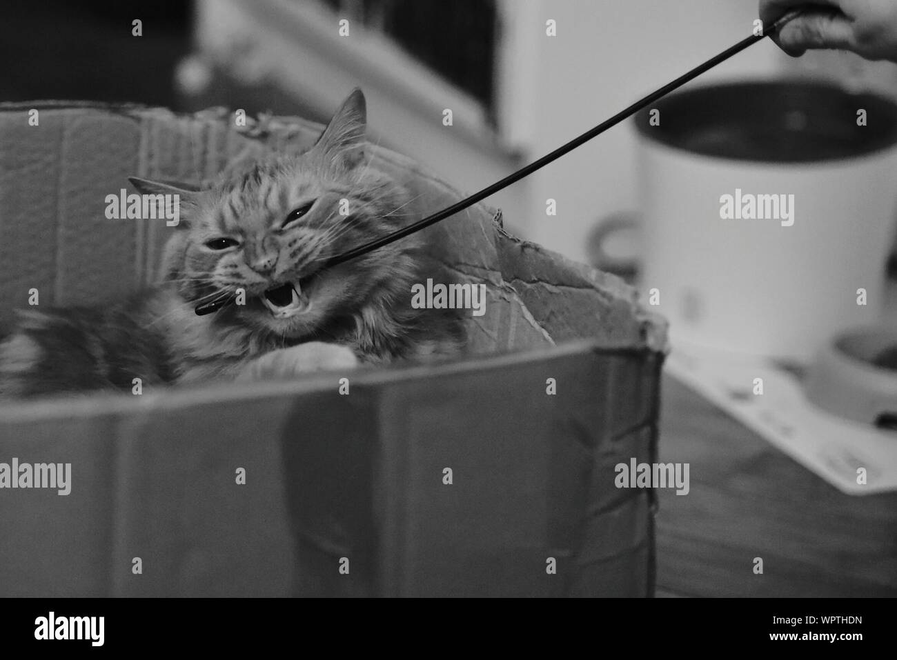 Cat With Stick High Resolution Stock Photography and Images - Alamy