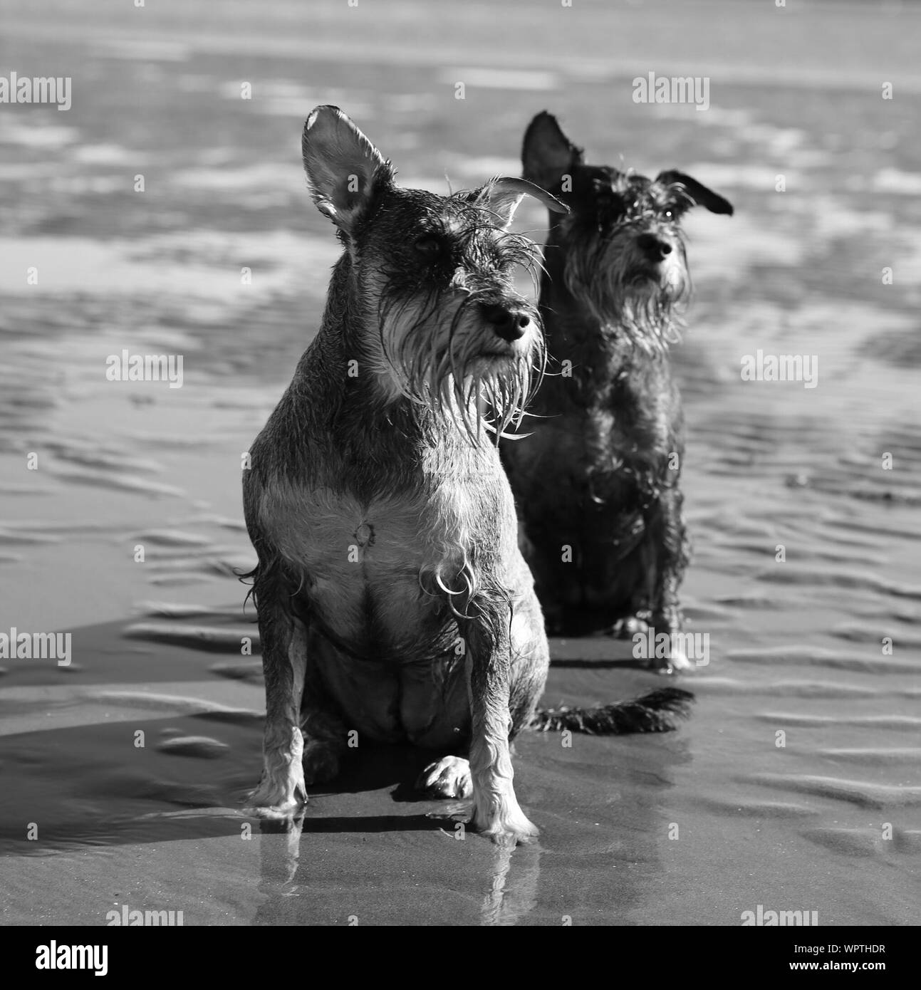 Wet Dogs At The Beach High Resolution Stock Photography and Images - Alamy