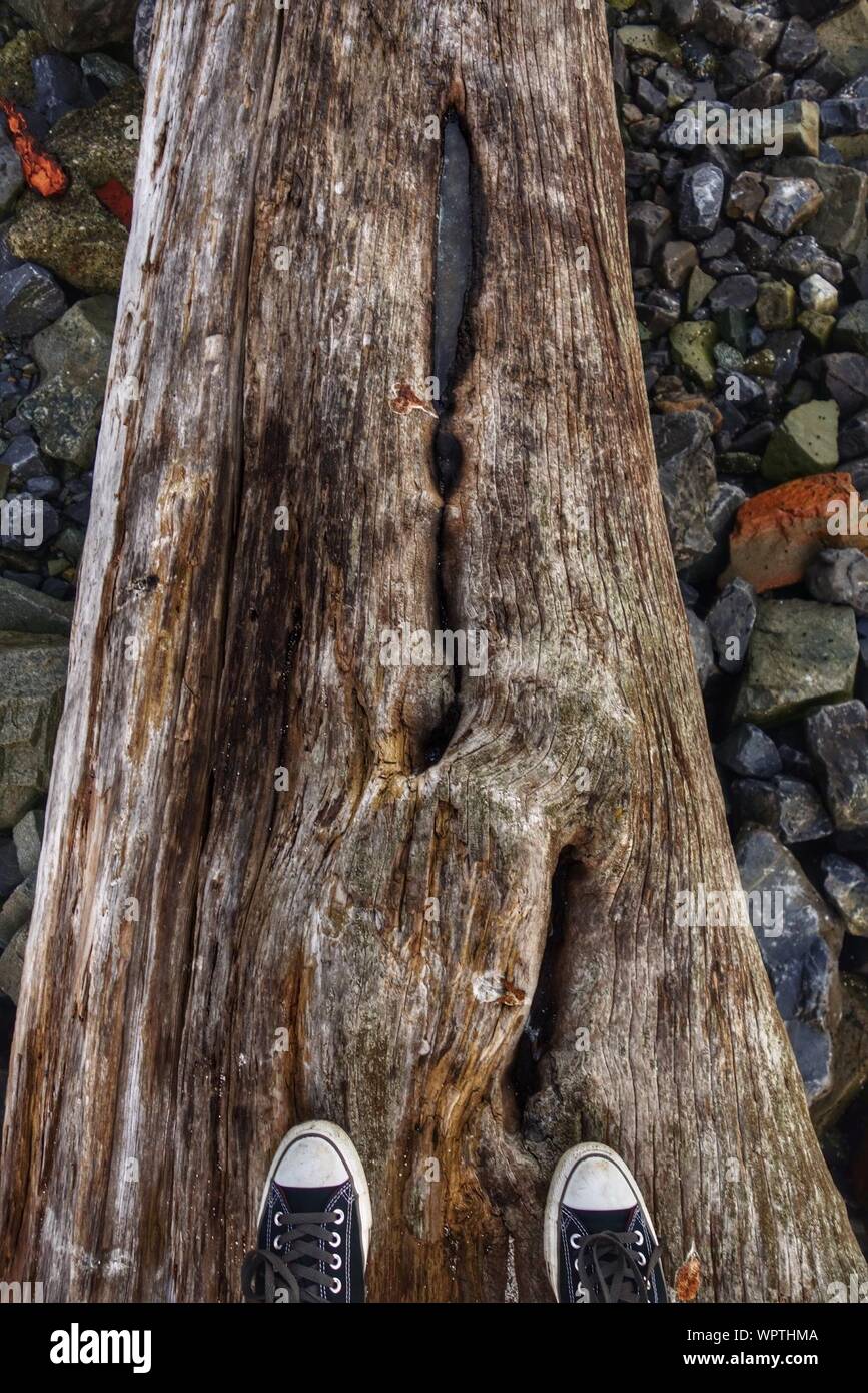 Large log hi-res stock photography and images - Alamy
