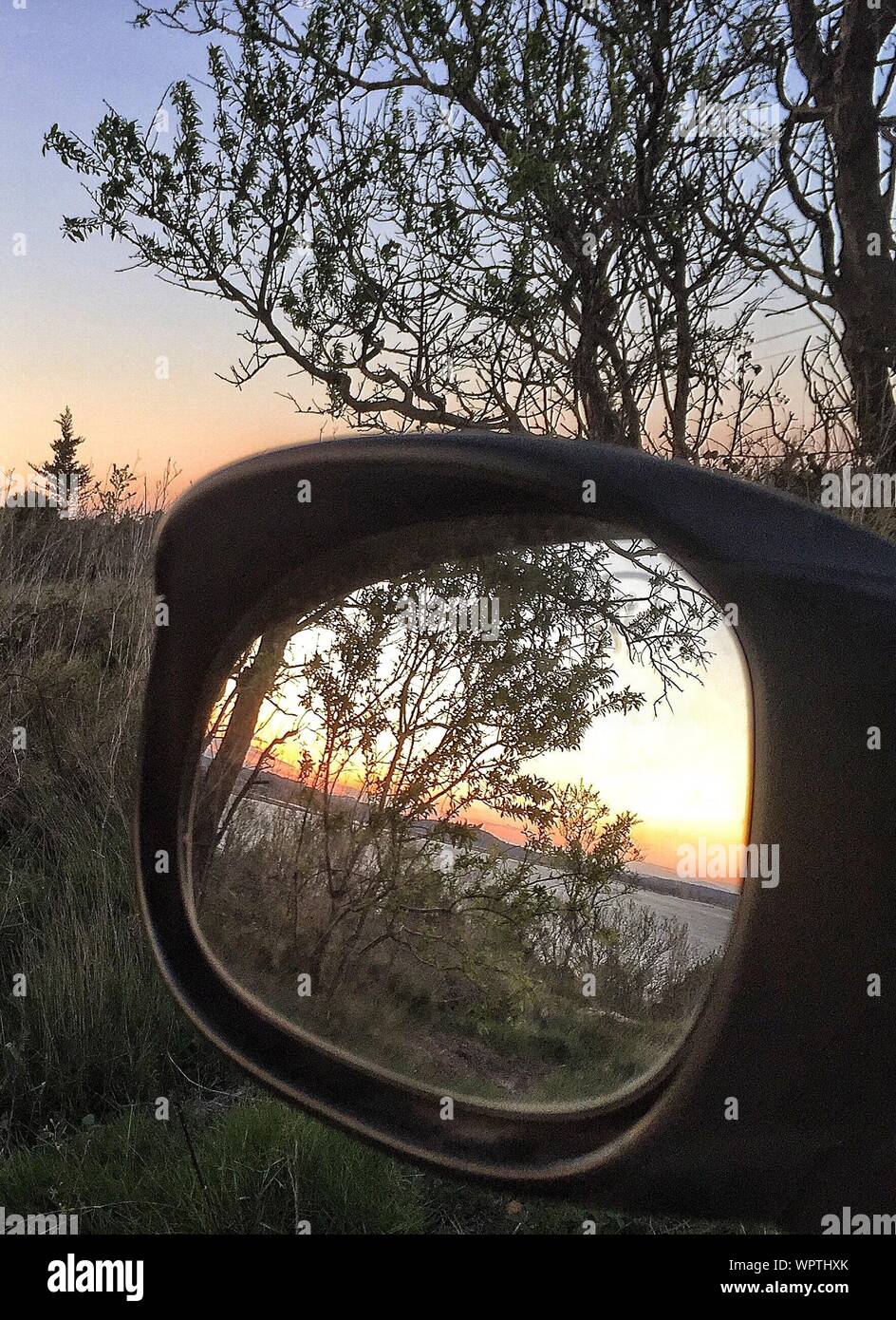 Side view tree hi-res stock photography and images - Alamy