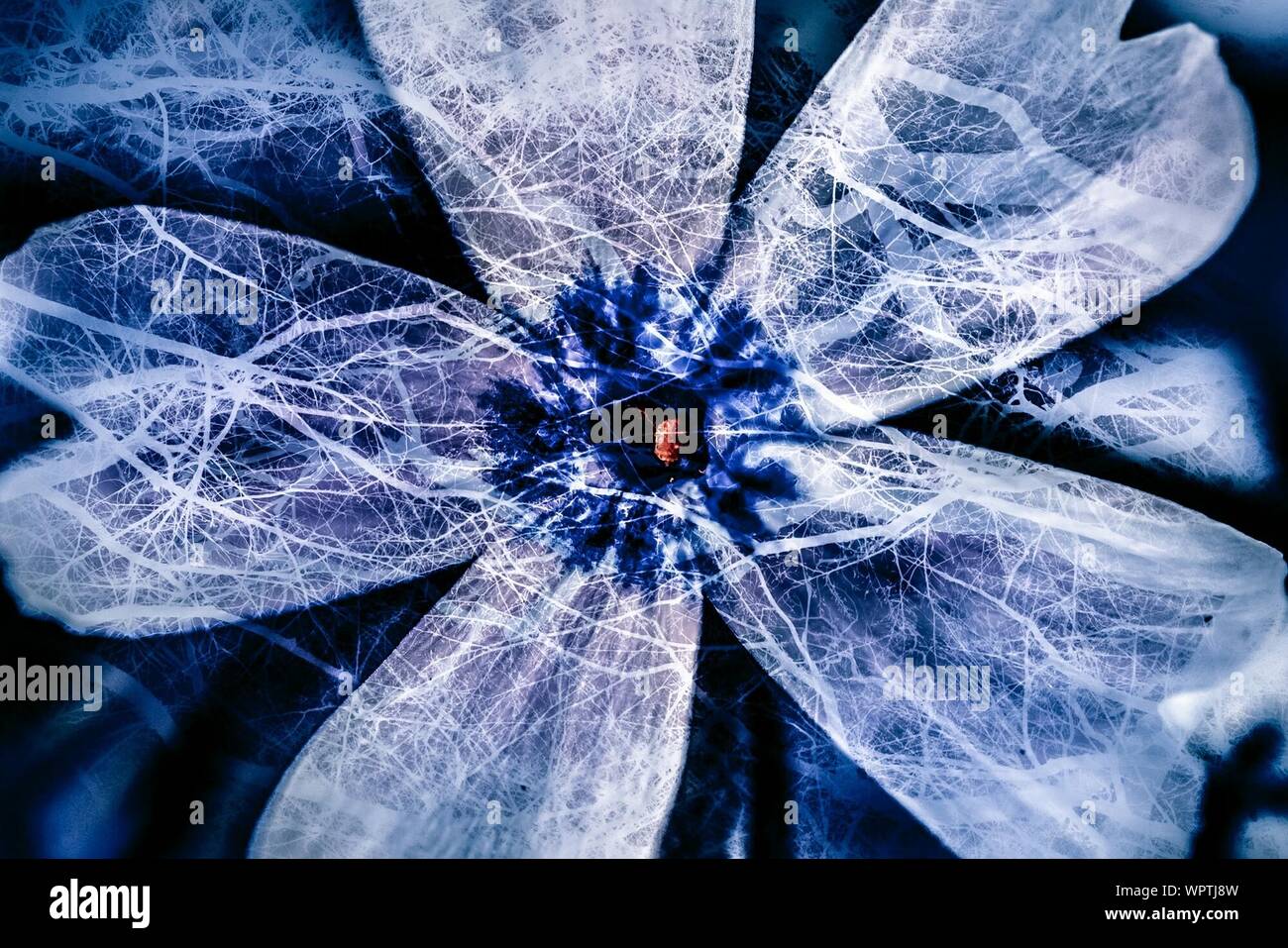 Abstract flower detail hi-res stock photography and images - Alamy