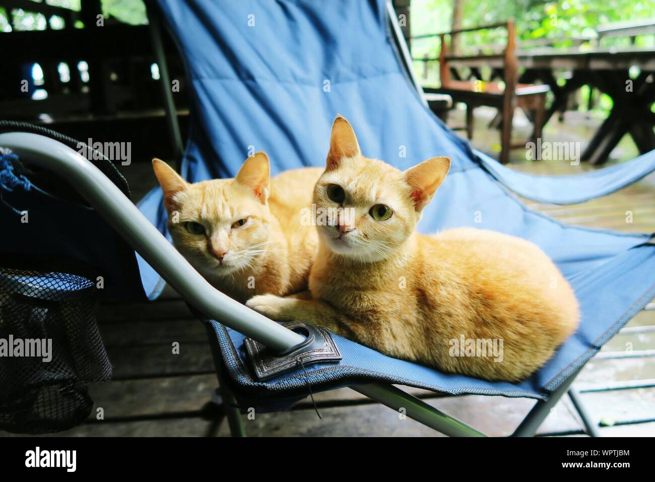 Two Cats On The Chair High Resolution Stock Photography and Images - Alamy