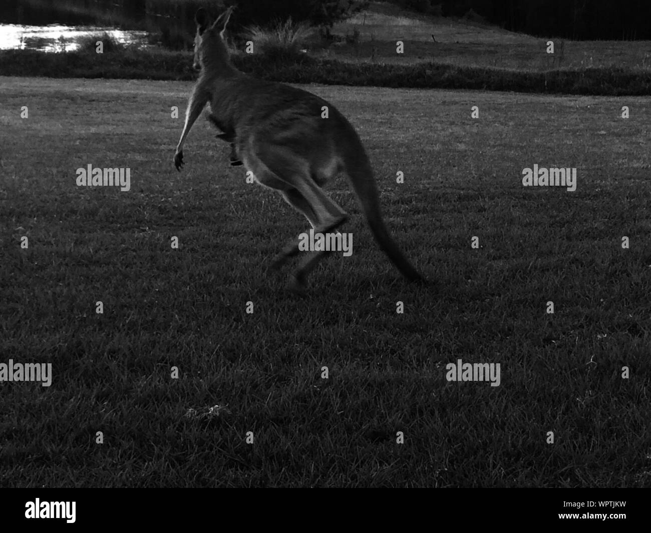 Female jumping kangaroo hi-res stock photography and images - Alamy