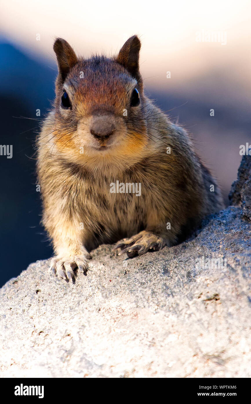 Rodent on the rock hi-res stock photography and images - Alamy
