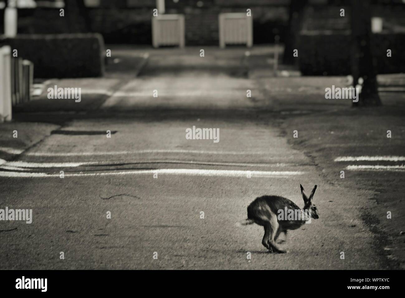 Kangaroo Walking On Road Stock Photo - Alamy