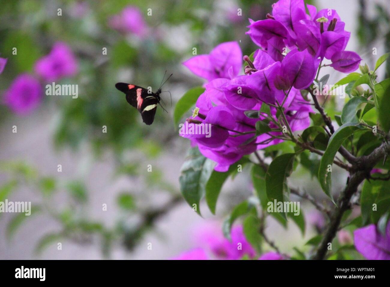 Flying mid air butterfly hi-res stock photography and images - Alamy
