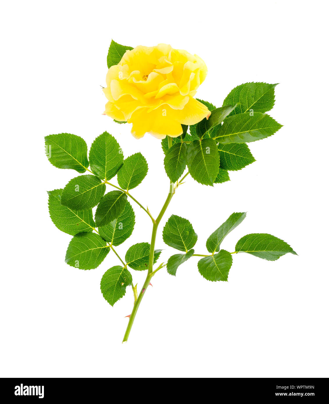 One blooming yellow rose with green leaves isolated on white background ...