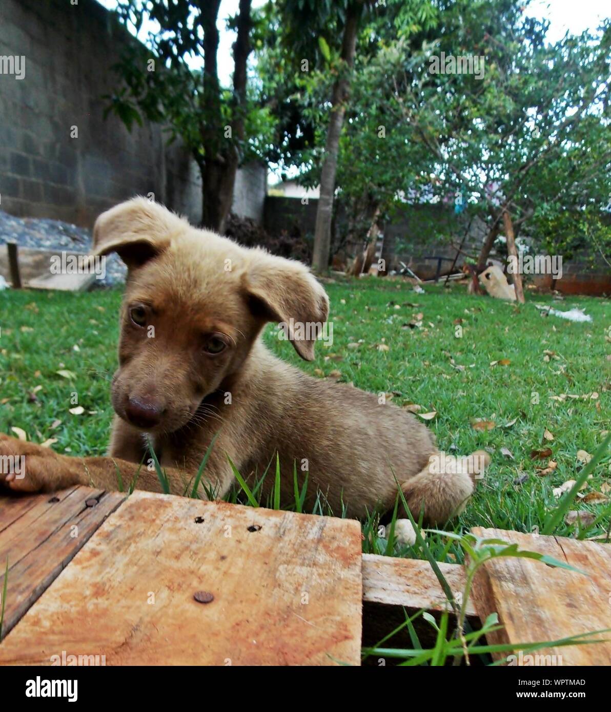 Cute backyard animals hi-res stock photography and images - Alamy