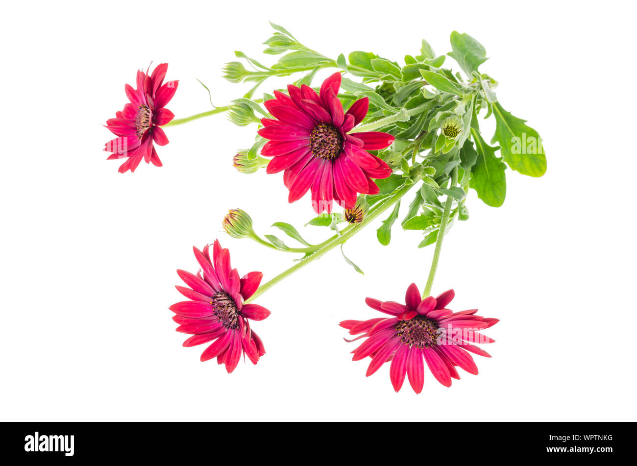 Dark pink crimson flowers hi-res stock photography and images - Alamy