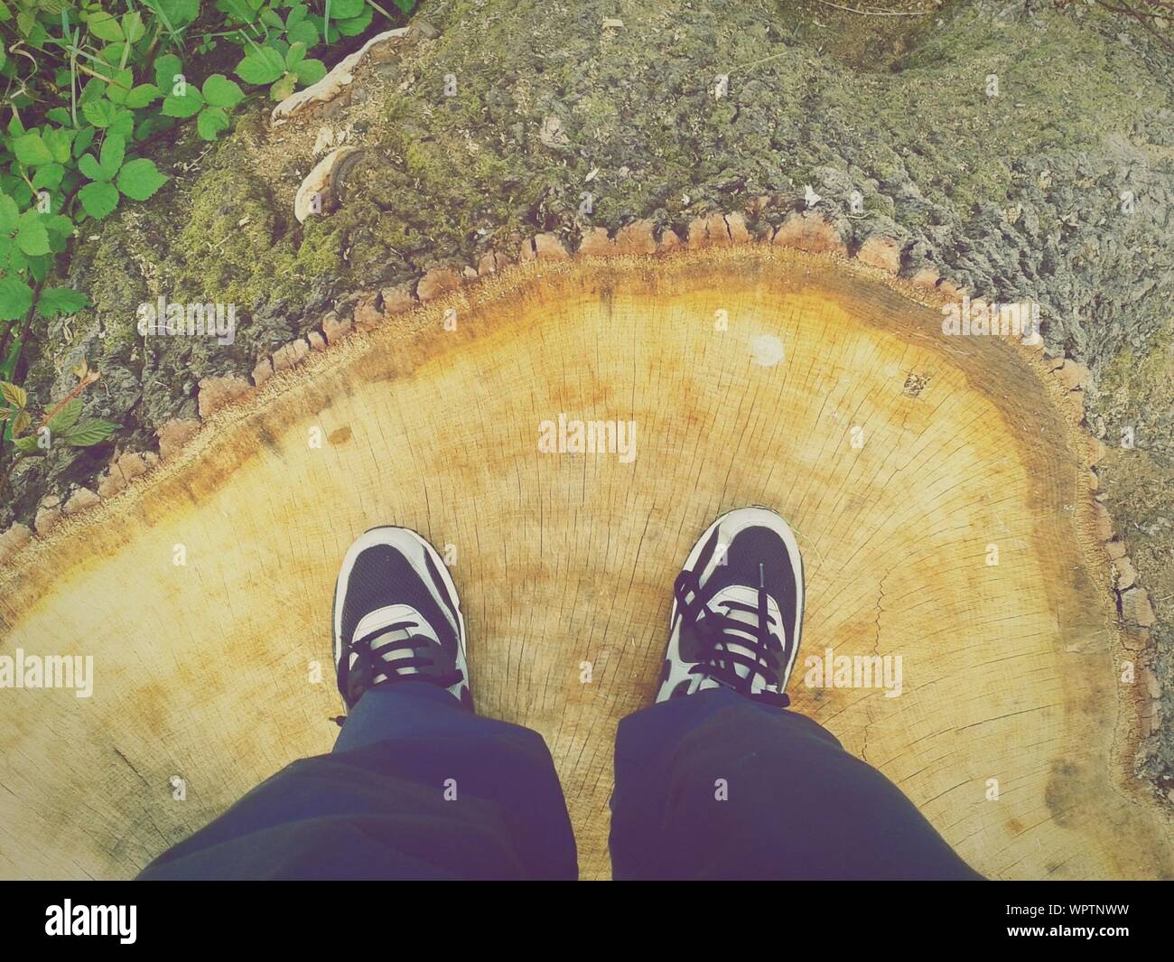 Standing stump wood hi-res stock photography and images - Alamy