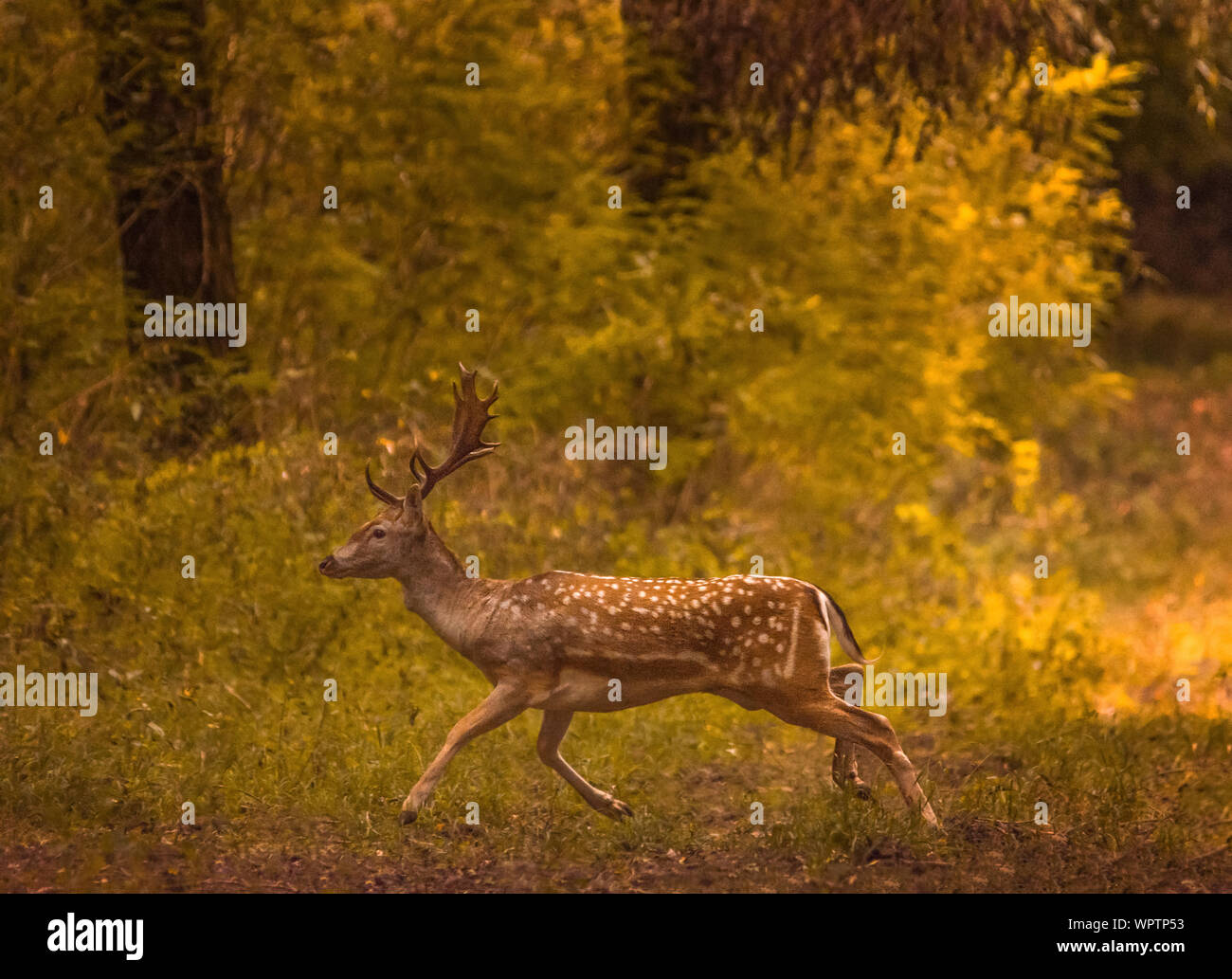 Wild deer in autumn colorful background (Dama Dama Stock Photo - Alamy