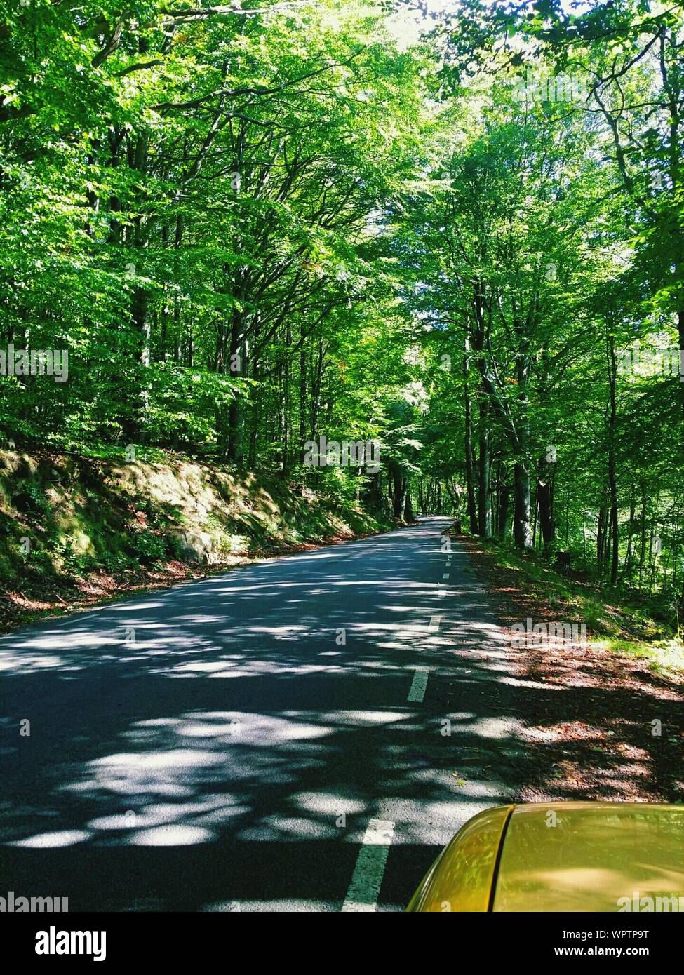 Empty forest hi-res stock photography and images - Alamy