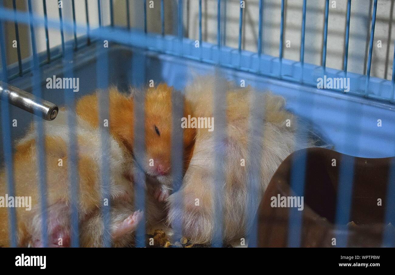 Hamsters sleeping hi-res stock photography and images - Alamy