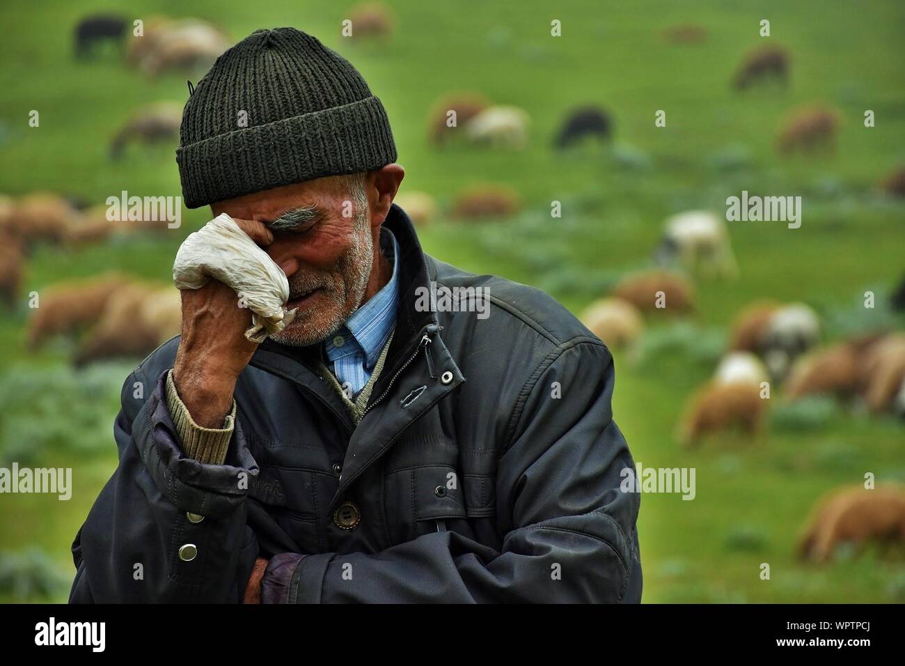 Sad sheep hi-res stock photography and images - Alamy