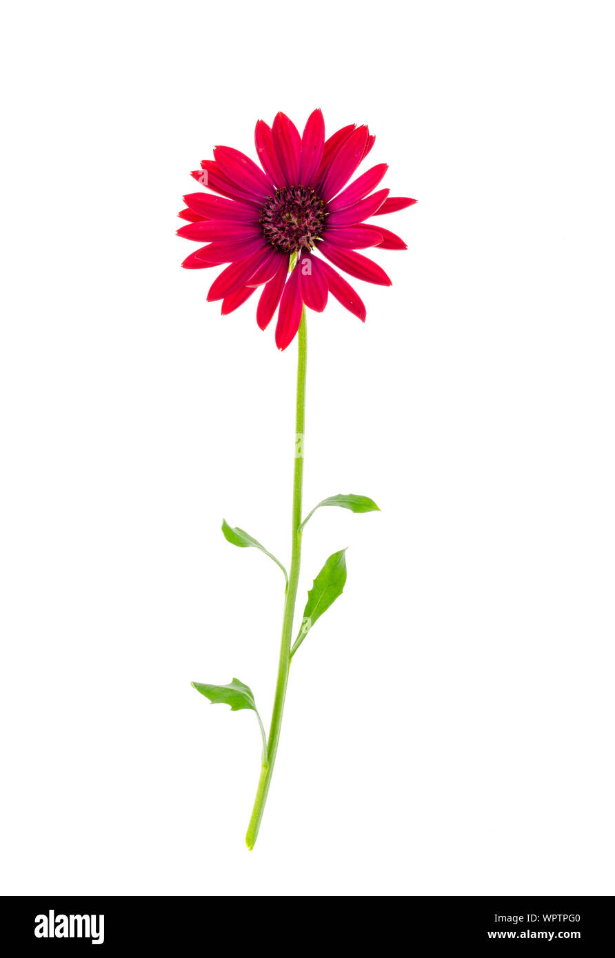 Red garden flower on white background. Photo Stock Photo - Alamy
