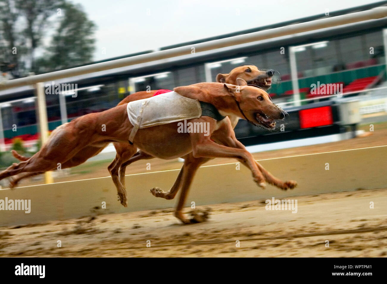 Running greyhounds High Resolution Stock Photography and Images - Alamy