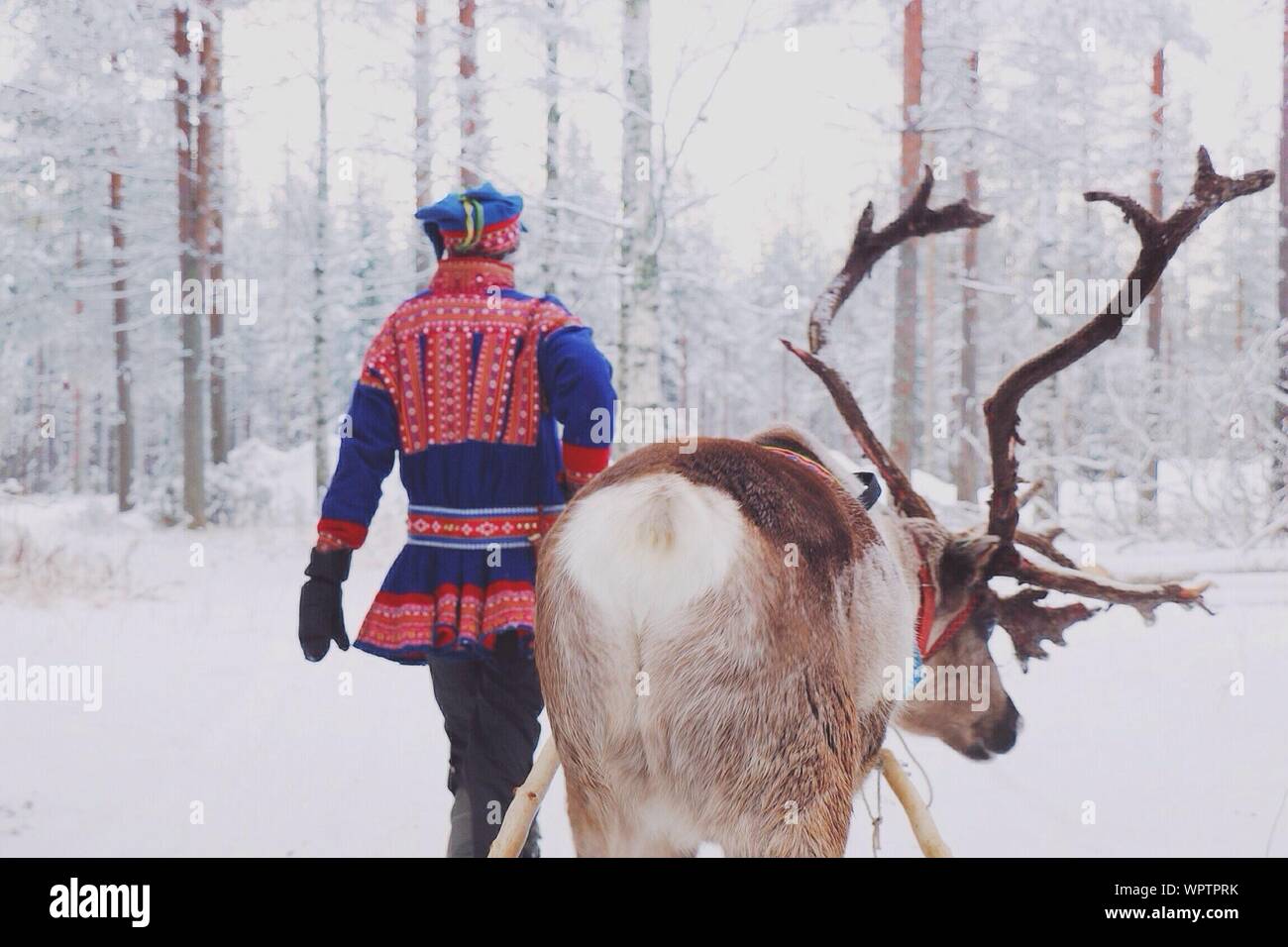 Walking with reindeer hi-res stock photography and images - Alamy