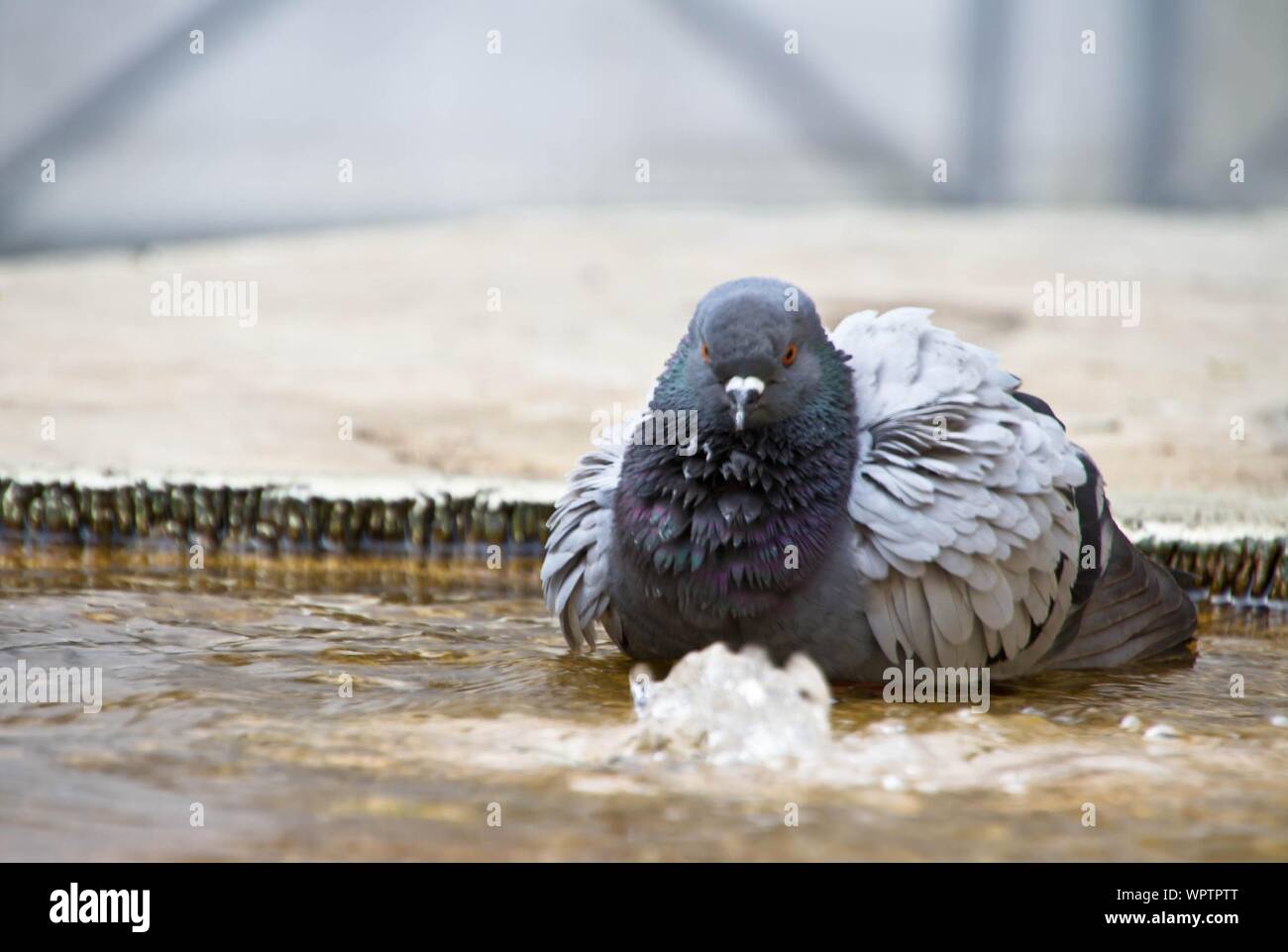 Waterfront pigeon hi-res stock photography and images - Alamy