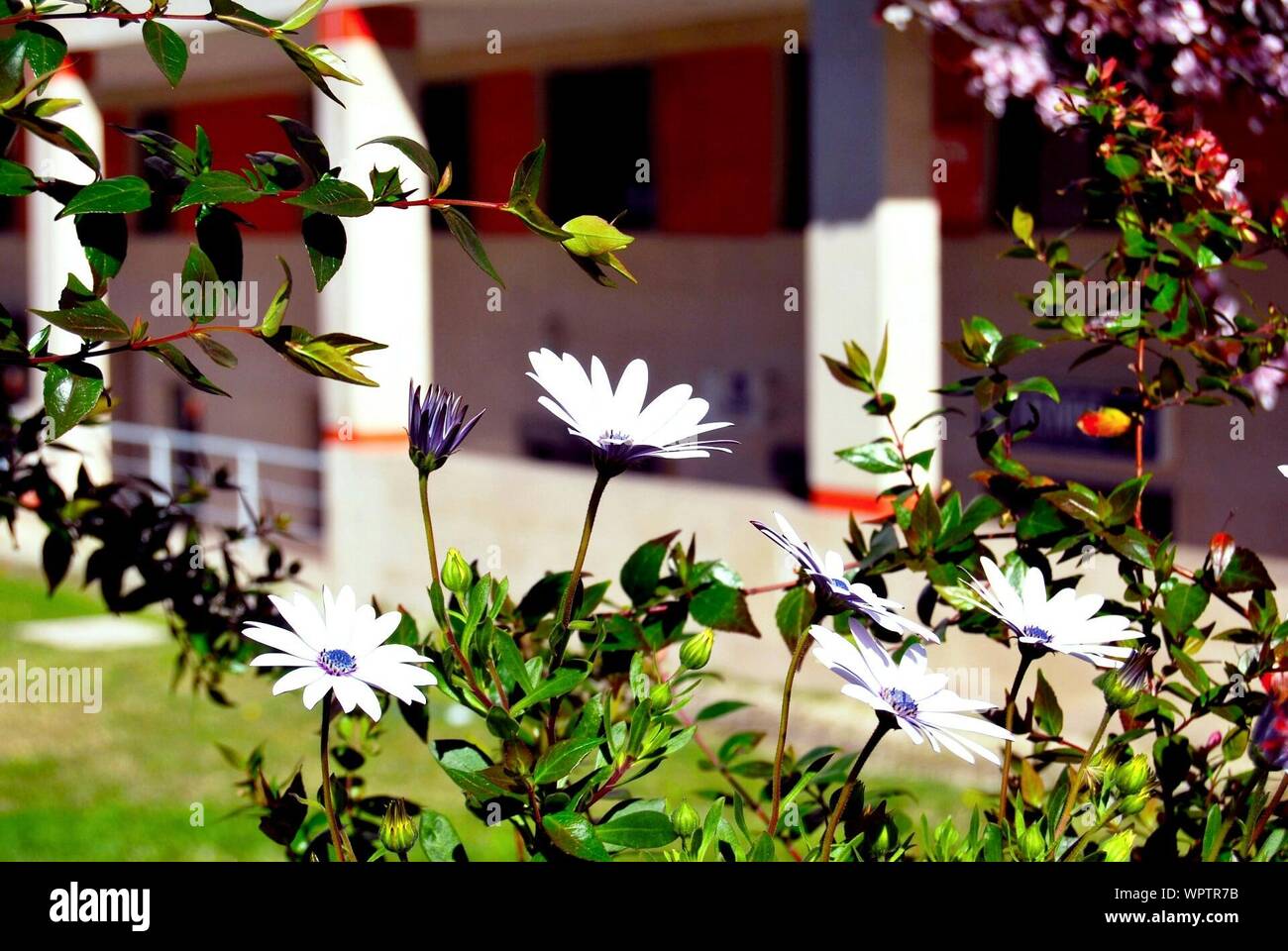 Back view close hi-res stock photography and images - Alamy