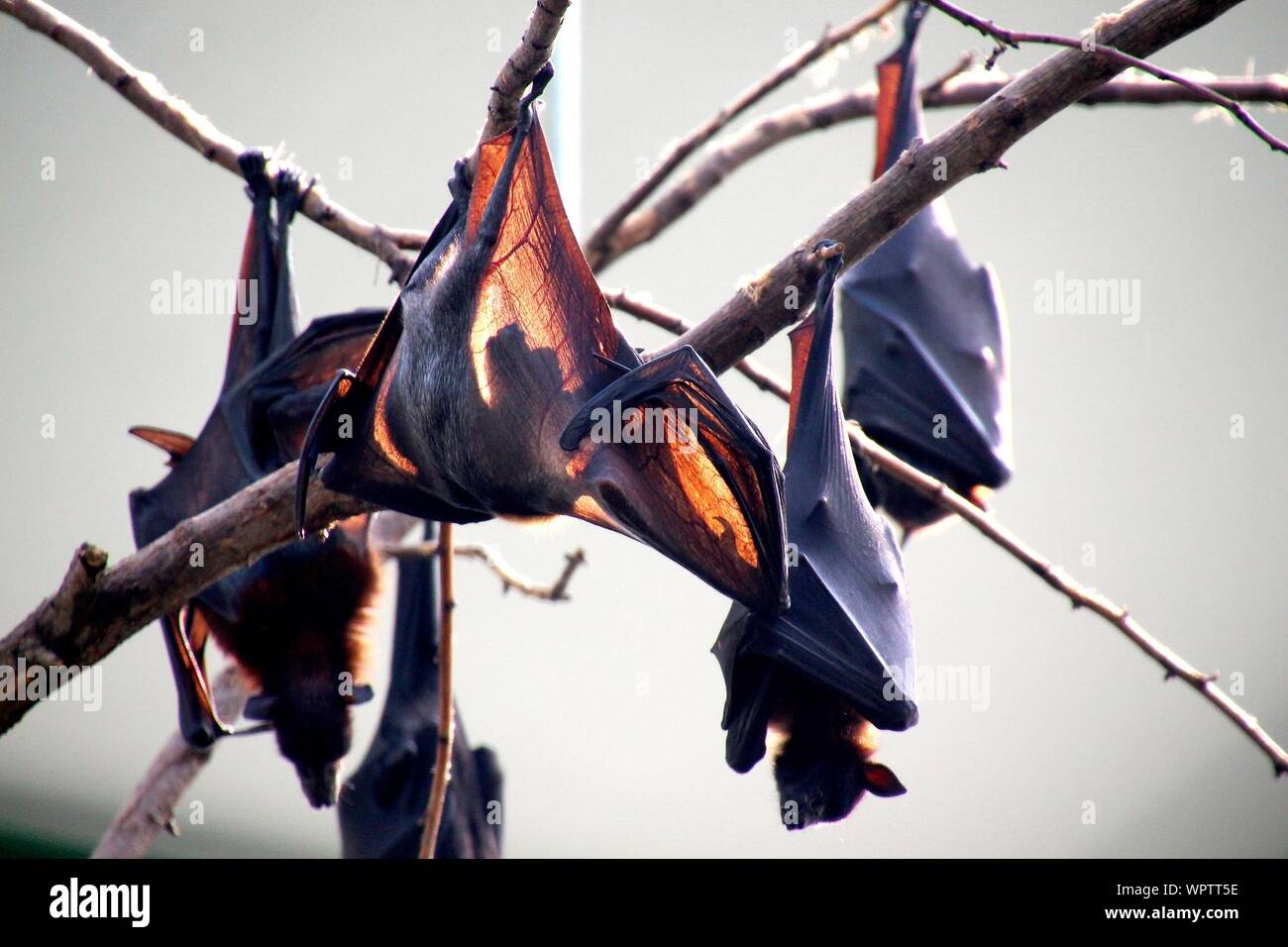 Bats hanging upside down hi-res stock photography and images - Alamy