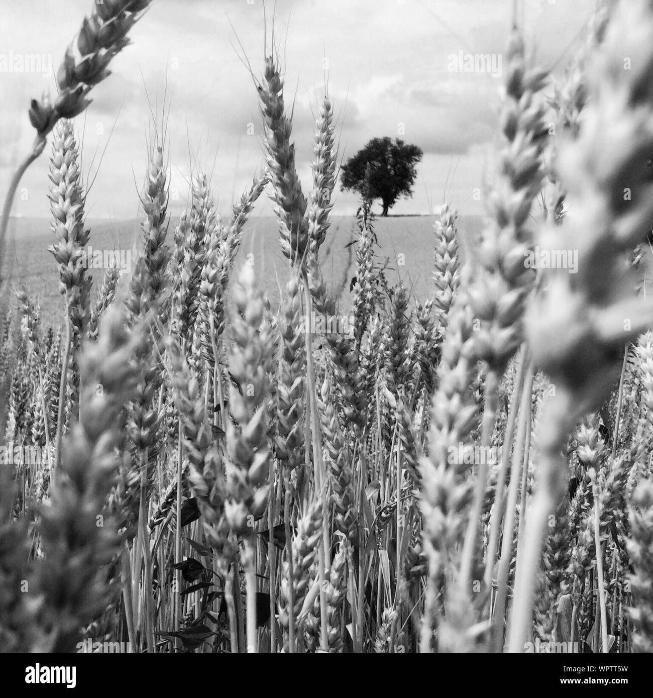 Growing wheat field Black and White Stock Photos & Images - Alamy