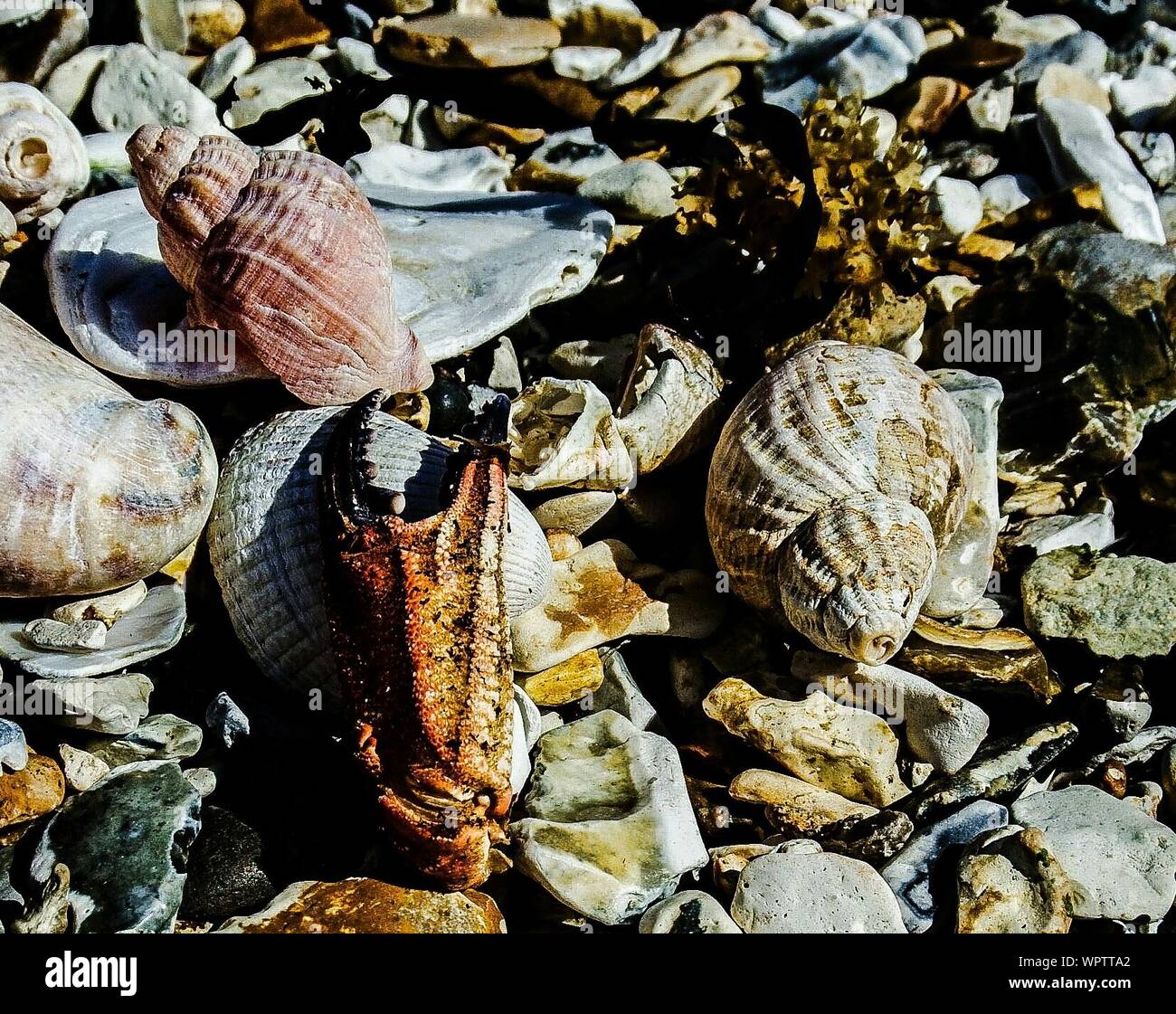 Dead shells hi-res stock photography and images - Alamy