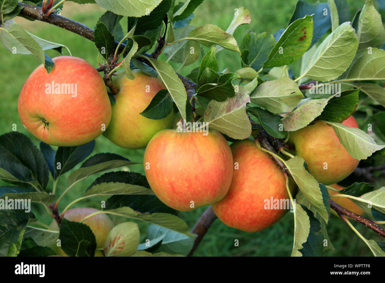 Apple 'James Grieve', apples, growing on tree, named variety, healthy eating, malus domestica ...