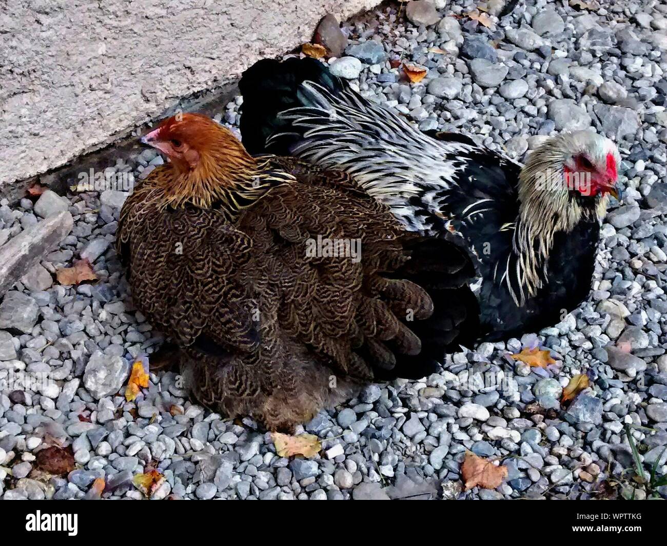 Chicken of the gravel hi-res stock photography and images - Alamy