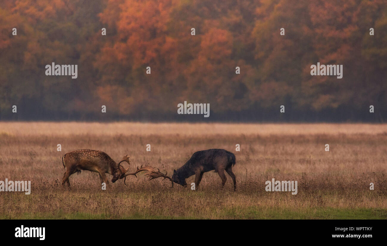 Wild deer fighting in autumn colorful background (Dama Dama Stock Photo ...