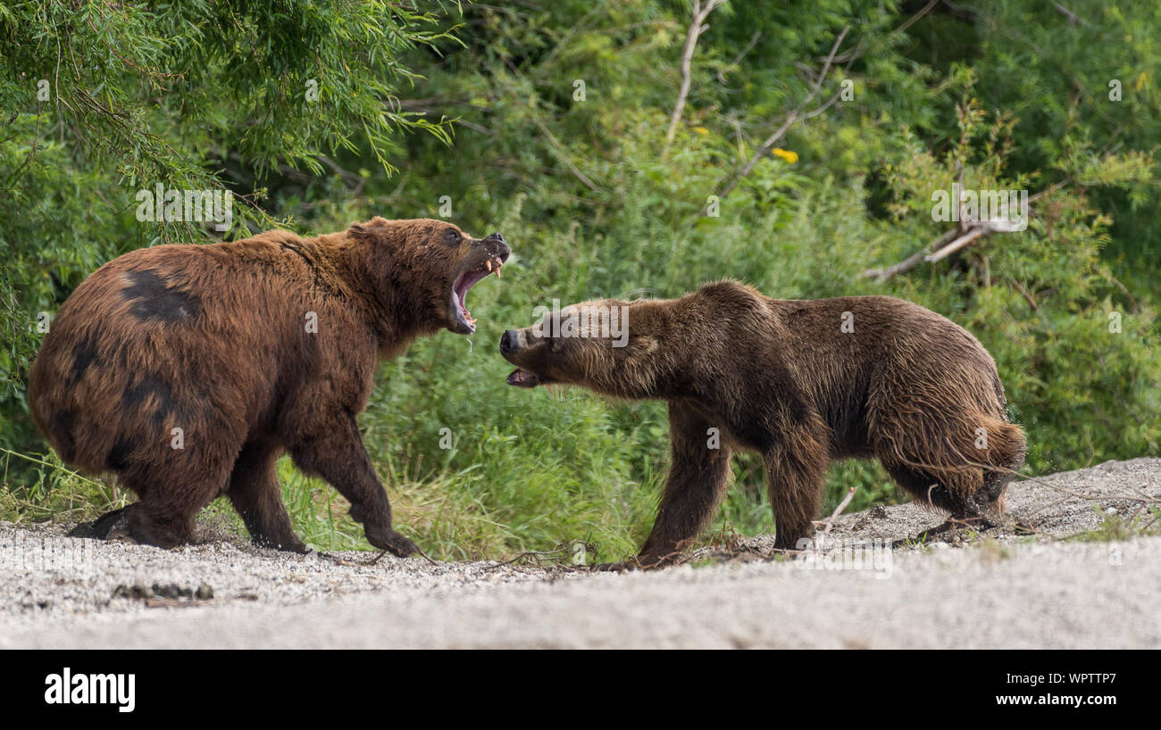 Bears fighting hi-res stock photography and images - Alamy