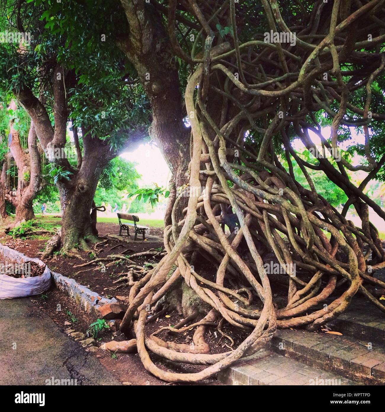 Overgrown Tree High Resolution Stock Photography and Images - Alamy