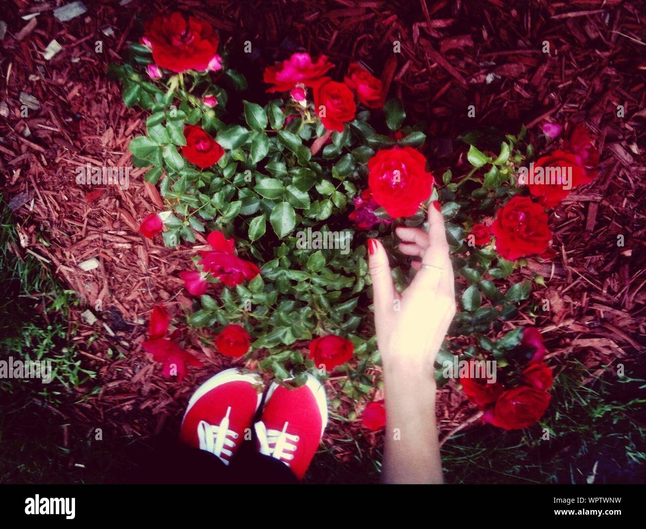 Woman rose garden hi-res stock photography and images - Alamy