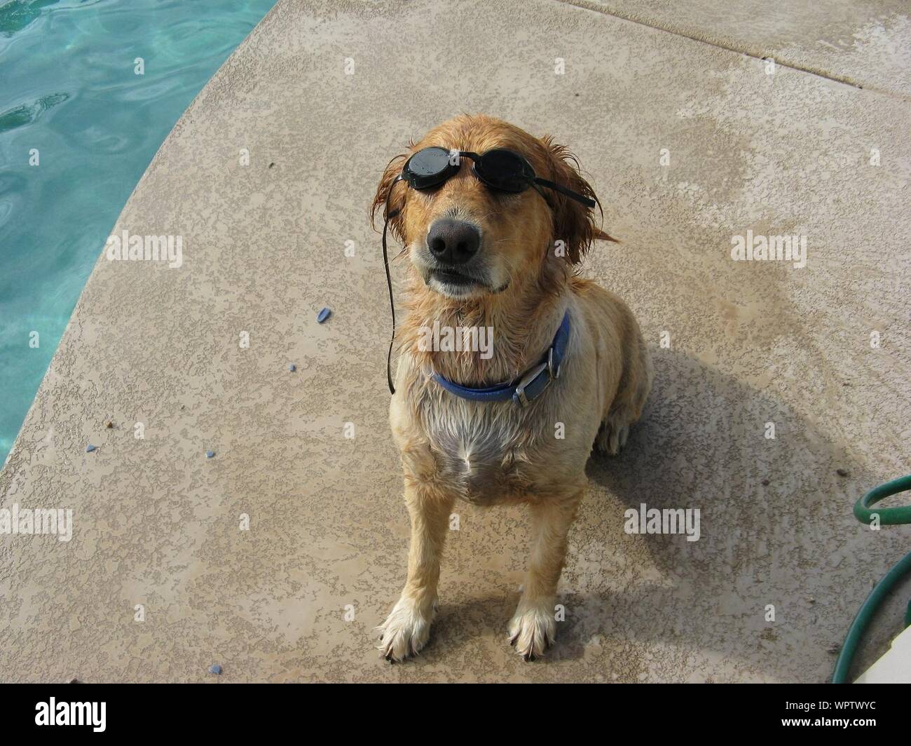 Dog with goggles hi-res stock photography and images - Alamy