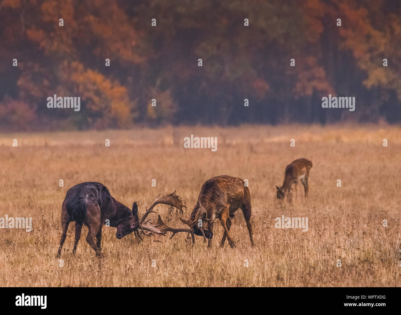 Wild deer fighting in autumn colorful background (Dama Dama Stock Photo ...
