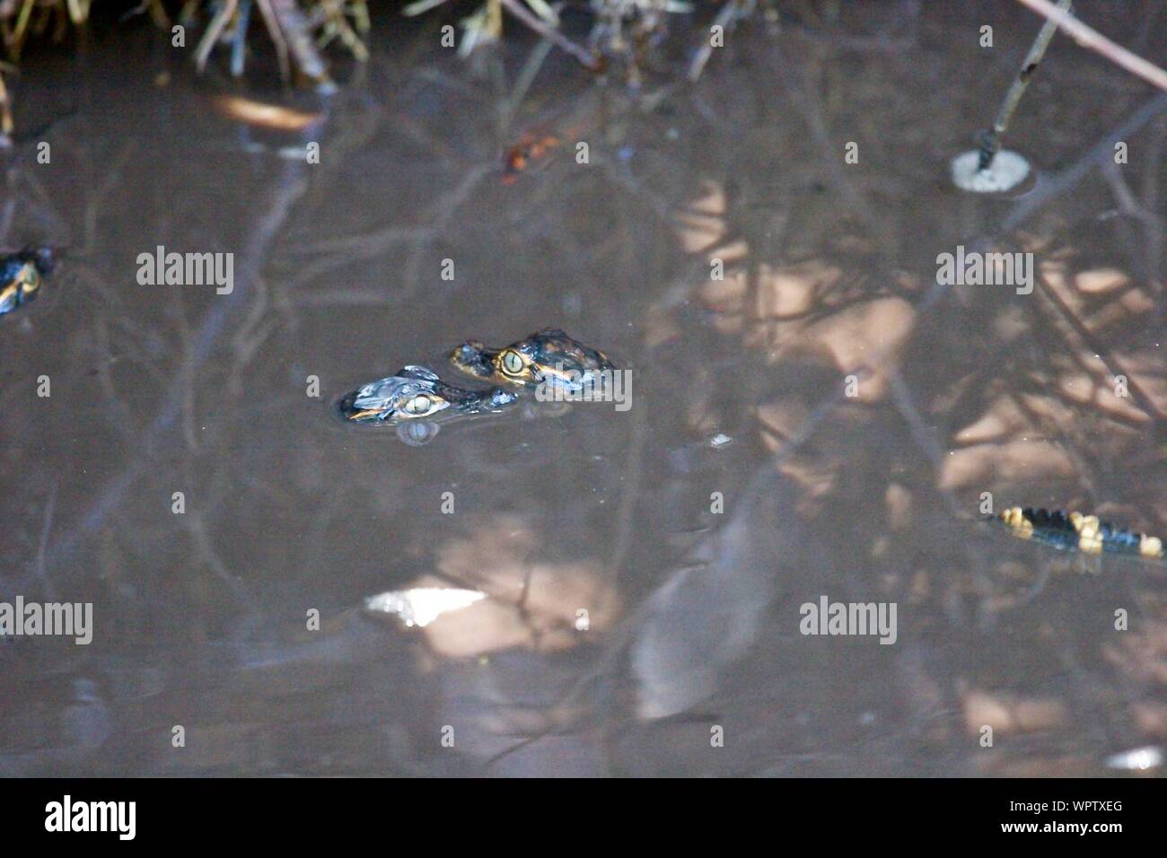 Alligators head hi-res stock photography and images - Alamy