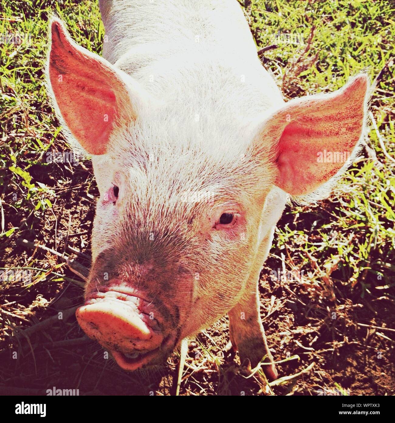 Pig in field hi-res stock photography and images - Alamy