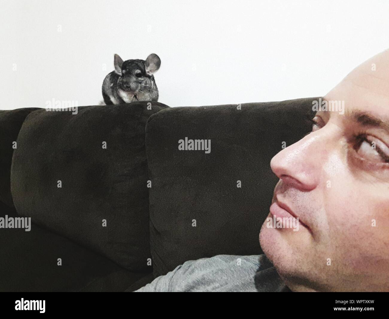 Rat looking hi-res stock photography and images - Alamy