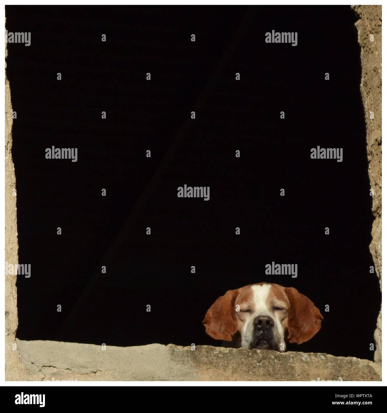 Dog window Cut Out Stock Images & Pictures - Alamy