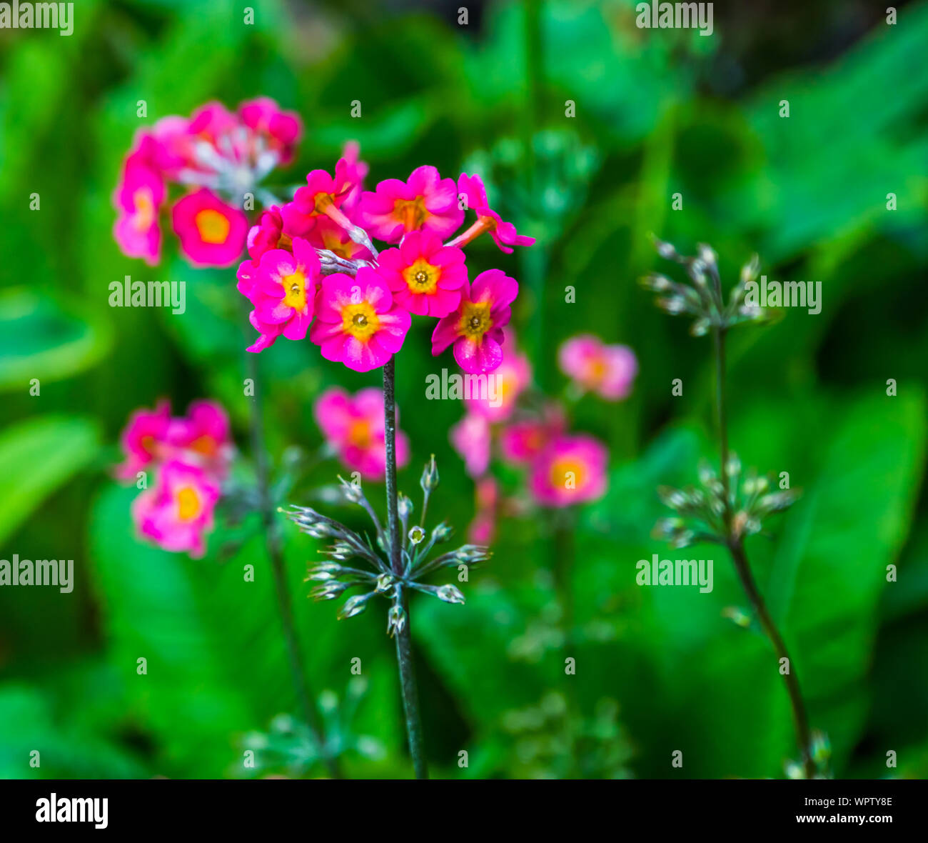 pink primula flowers in macro closeup, nature background, popular ...