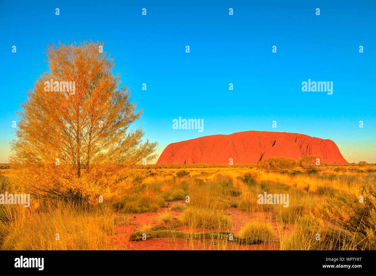 The bush vegetation of Australian outback in dry season with iconic red ...