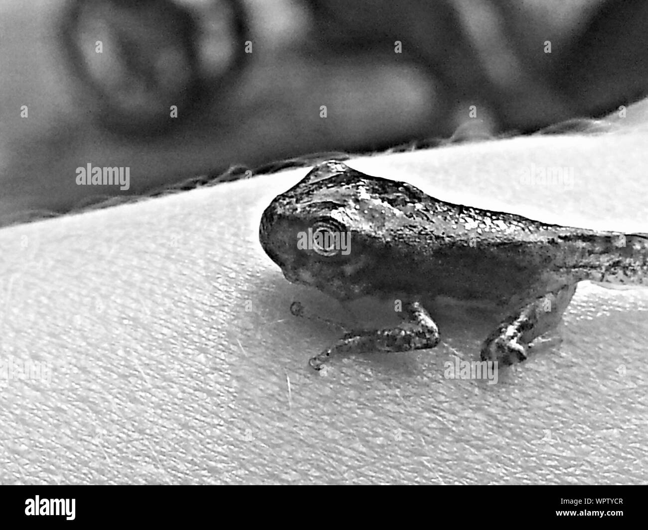 Tadpole Black and White Stock Photos & Images - Alamy