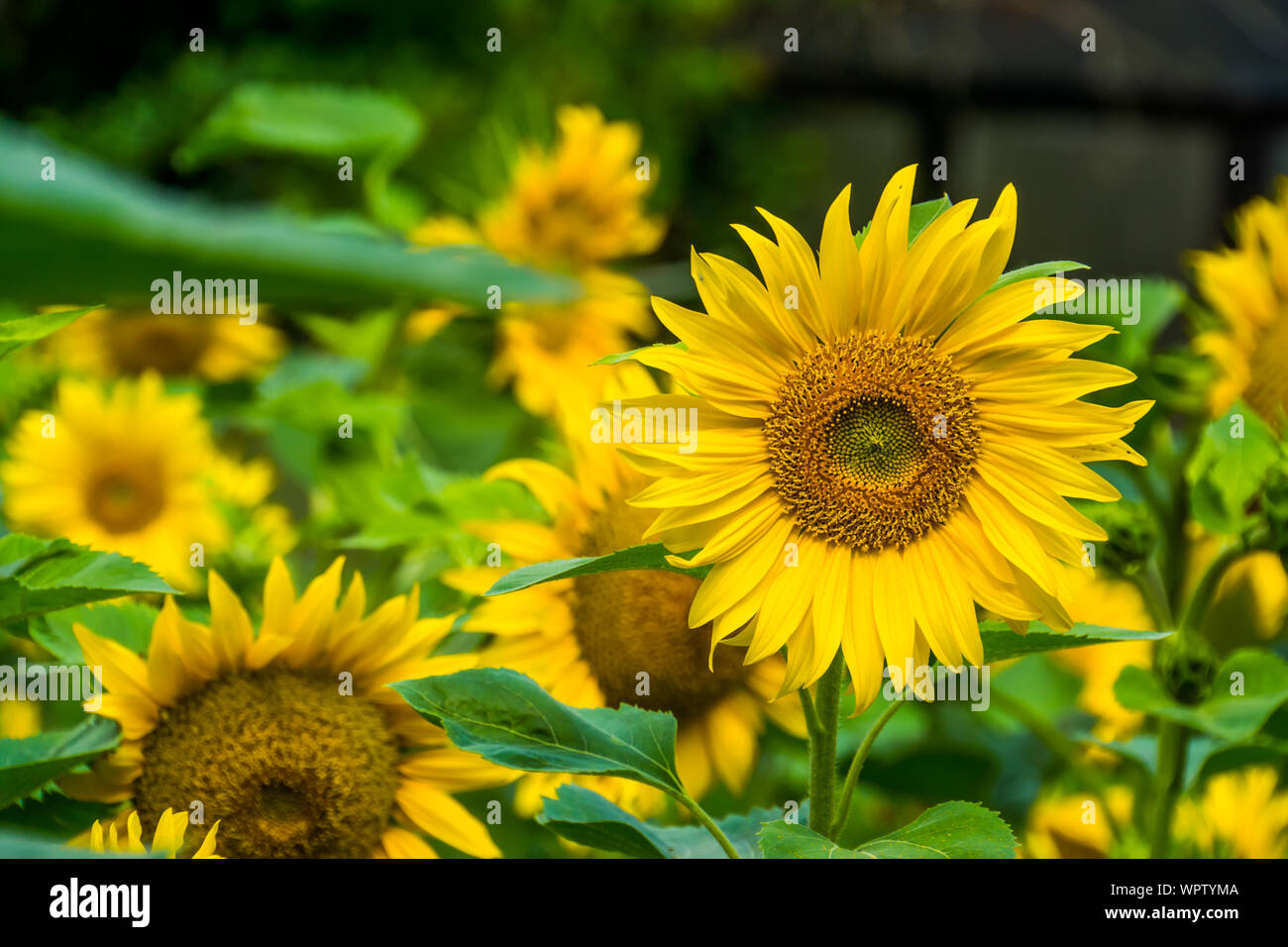Sunflower head in closeup with a sunflower field in the background ...
