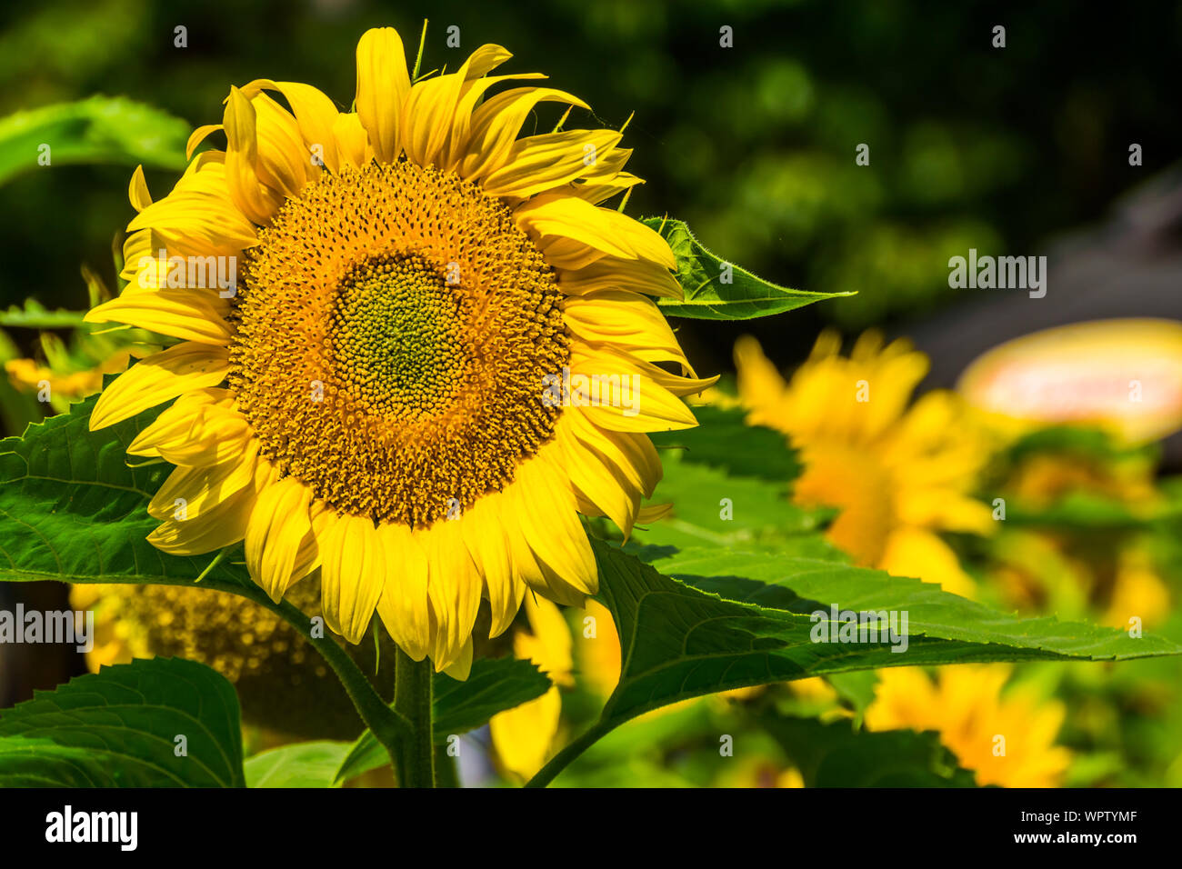flower head of a sunflower in bloom in macro closeup, nature background ...