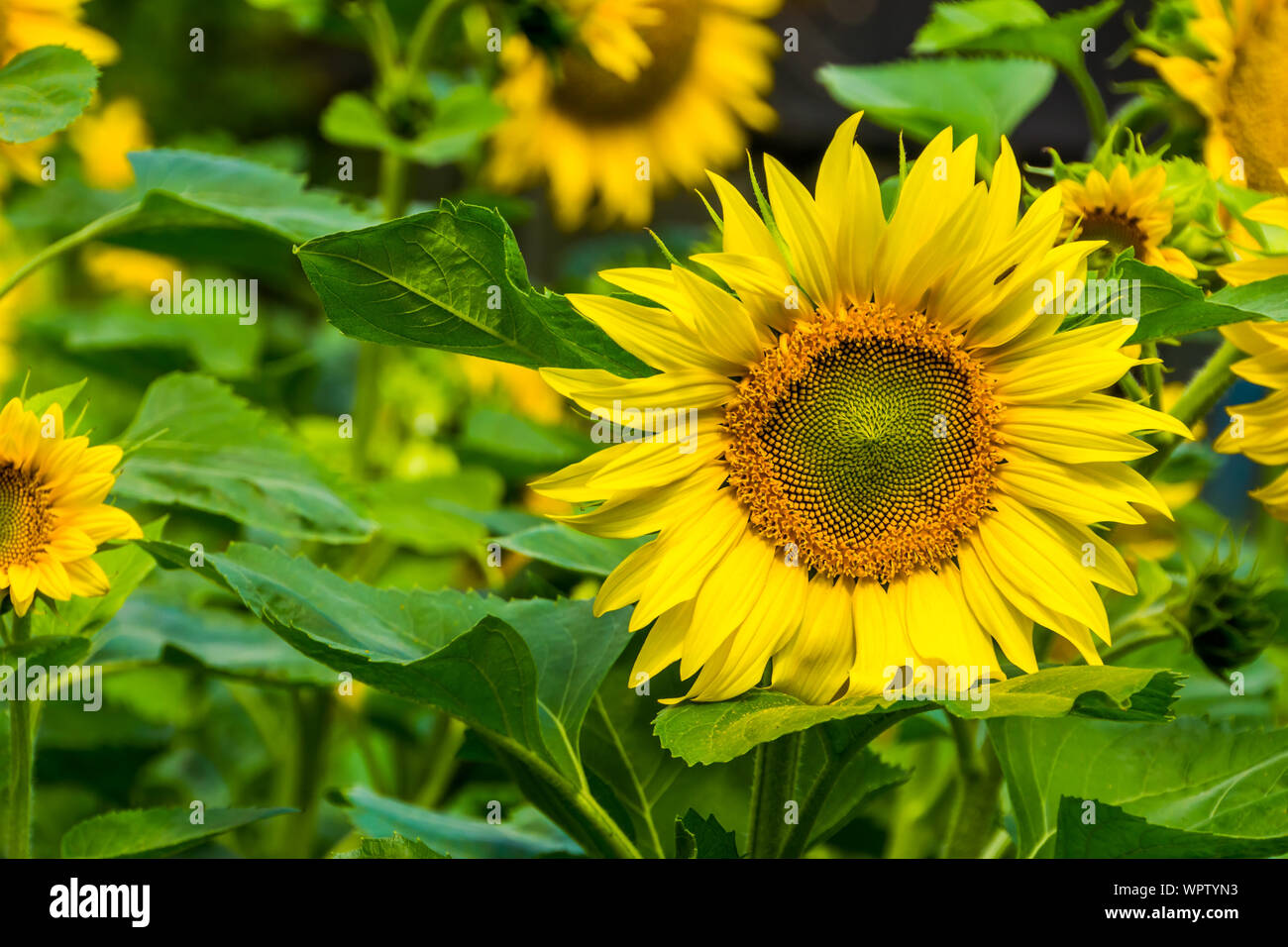 closeup of a sunflower in bloom, popular cultivated garden plant ...
