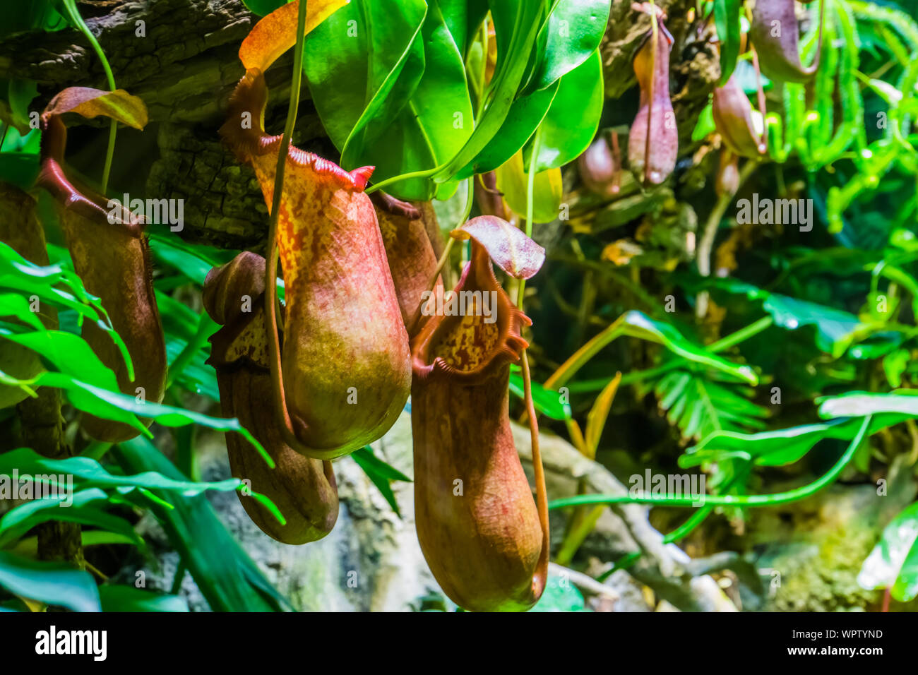 carnivorous plants, nephentes species, flowers of a tropical pitcher ...